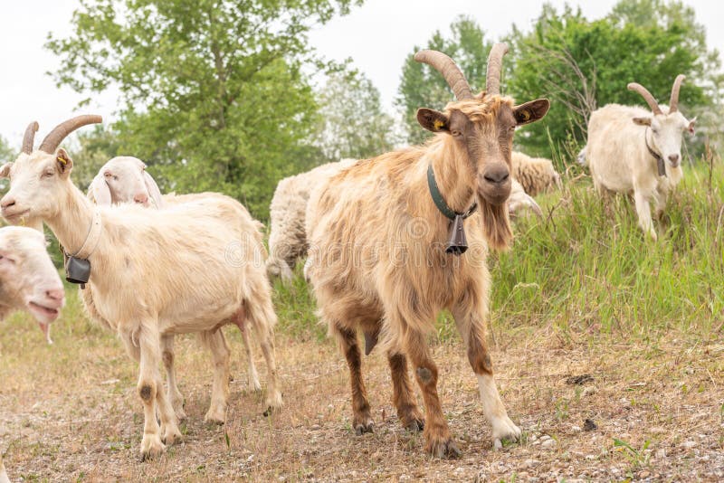 Two Goats with Horns Facing the Camera As they Graze Stock Photo ...