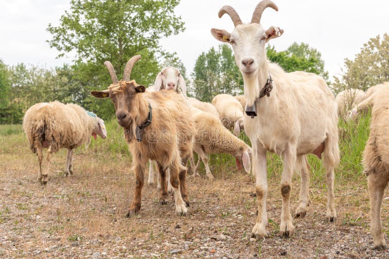 Two Goats with Horns Facing the Camera As they Graze Stock Photo ...
