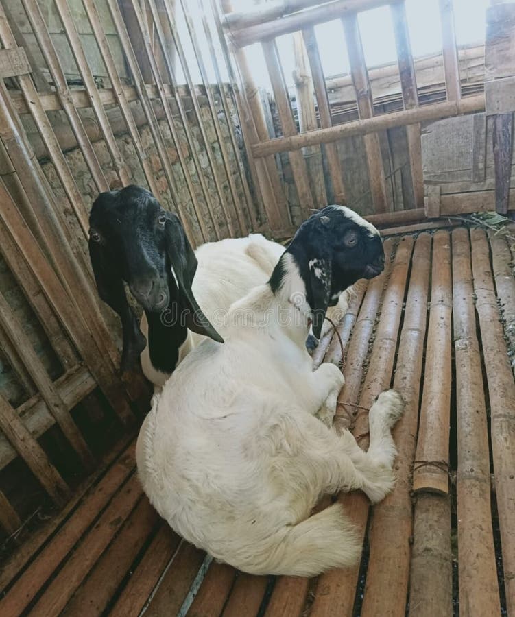 Two Goats are Kept by the Farmer in a Pen Stock Image - Image of goats ...
