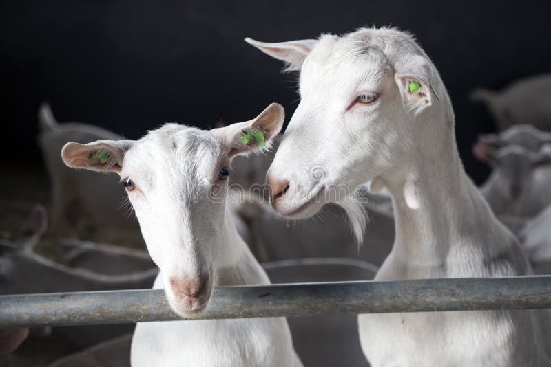 Two Goats Look Bars of Stable Stock Image - Image of beasts, indoors ...