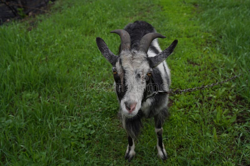 Two Goats Look at the Camera Stock Photo - Image of portrait, beautiful ...