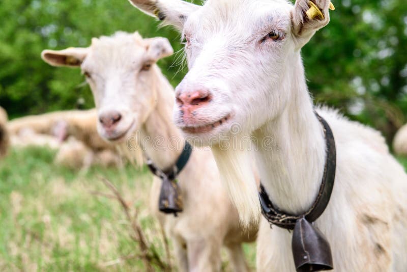 Two Goats Look at the Camera Stock Photo - Image of looking, cute ...