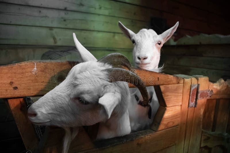Two goats are looking stock image. Image of brothers - 133887481