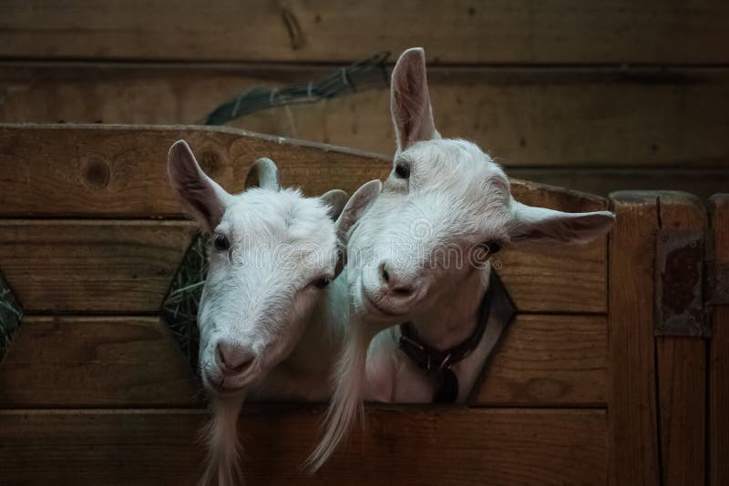 Two cute goats are looking stock image. Image of goat - 133887439
