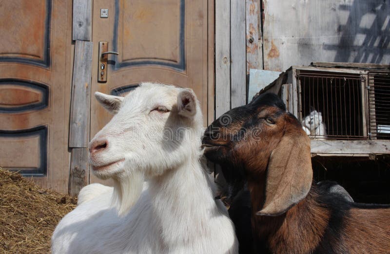 Two Goats are Lying Next To Animals on the Farm Stock Image - Image of ...