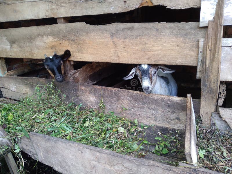 Two goats in the pen stock photo. Image of mammal, goatlivestock ...