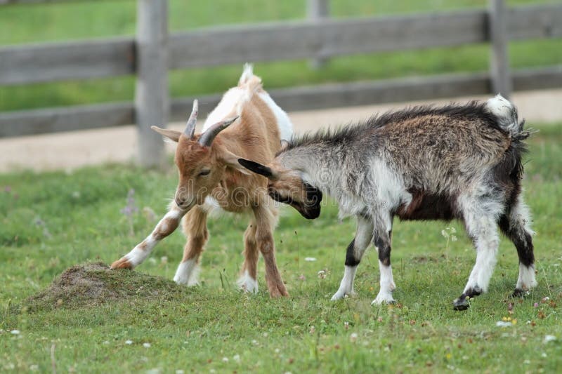 Goats playing stock image. Image of domestic, rural, farm - 5178809