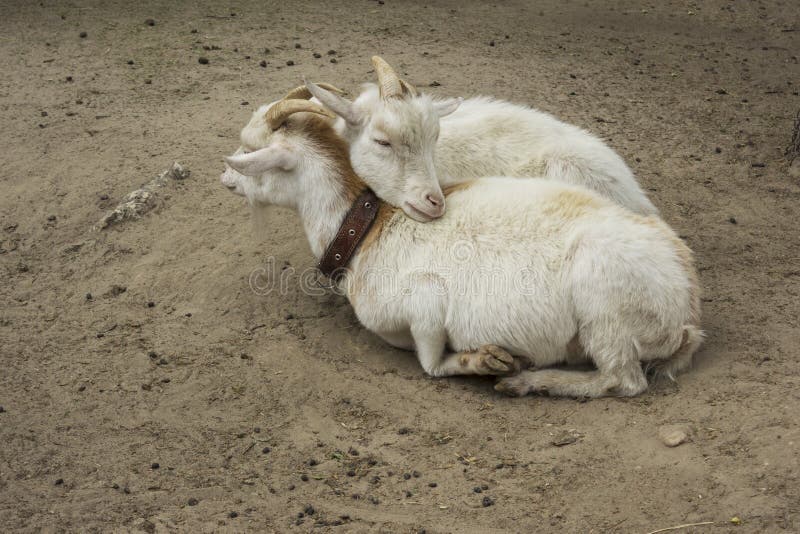 Two Goats Rest in the Shade, Hugging Tightly Stock Photo - Image of ...