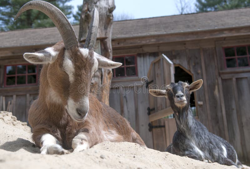 Goats Resting in Their Loafing Shed Stock Photo - Image of horns, farm ...