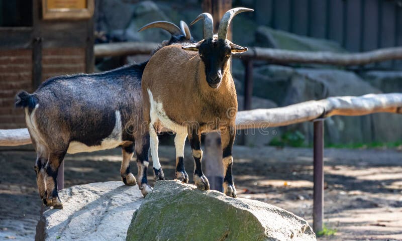 Two Goats Resting on a Rock Stock Photo - Image of terrain, peaceful ...
