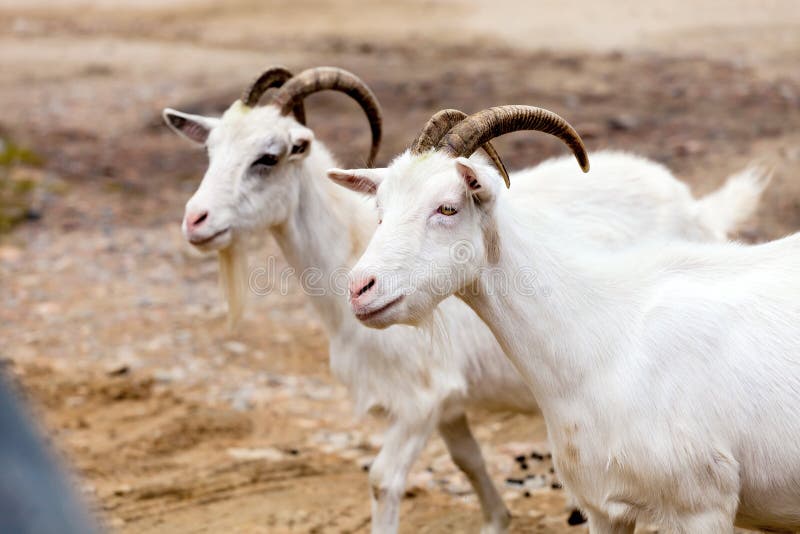 Two goats stock image. Image of animal, goats, white - 32134011