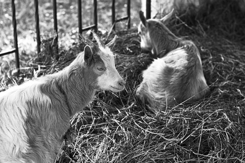 Two Goats Sitting on Hey in Black and White Stock Image - Image of ...