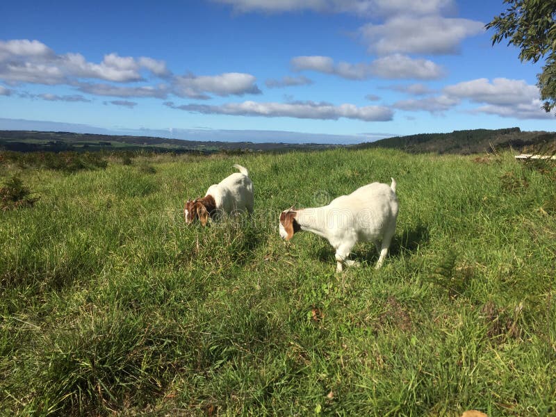 Two Goats in South Australian Farm Stock Photo - Image of green, south ...