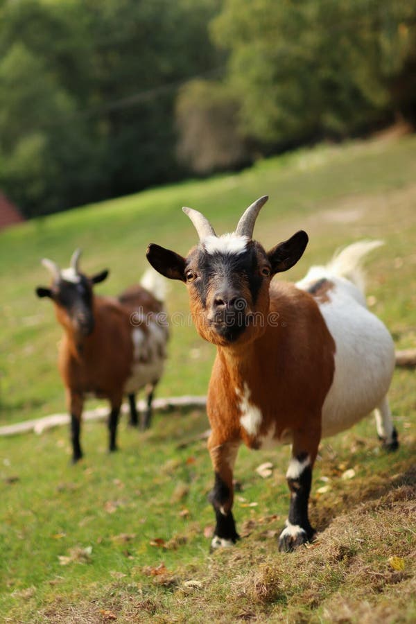 Two Goats are Together in the Pasture Stock Photo - Image of forest ...