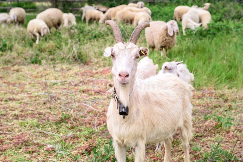 Goat look at the camera stock image. Image of summer - 186283639