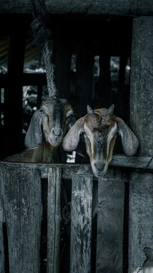 Two Goats Waiting for Feed from the Owner Stock Photo - Image of ...