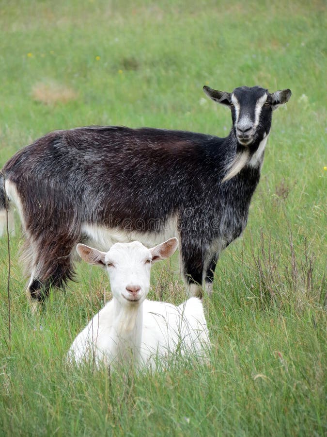 Two goats stock image. Image of horns, farmyard, green - 290471