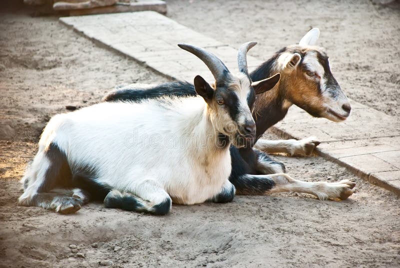 Two goats at the zoo stock photo. Image of snow, goat - 24004918