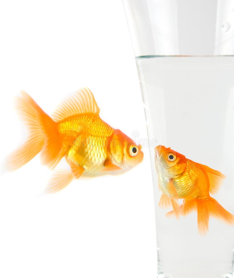 Two Goldfish Swimming In Fish Bowl Stock Image - Image of orange ...