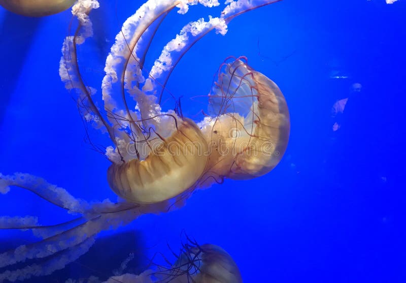 Two Gold Jelly Fish in a Water Stock Photo - Image of gold, jelly ...