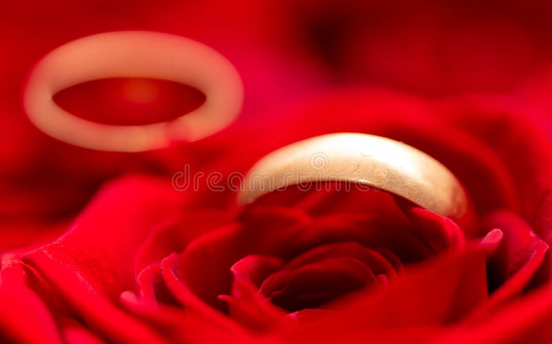 Two Gold Rings in the Colors of Red Roses Stock Image - Image of gift ...
