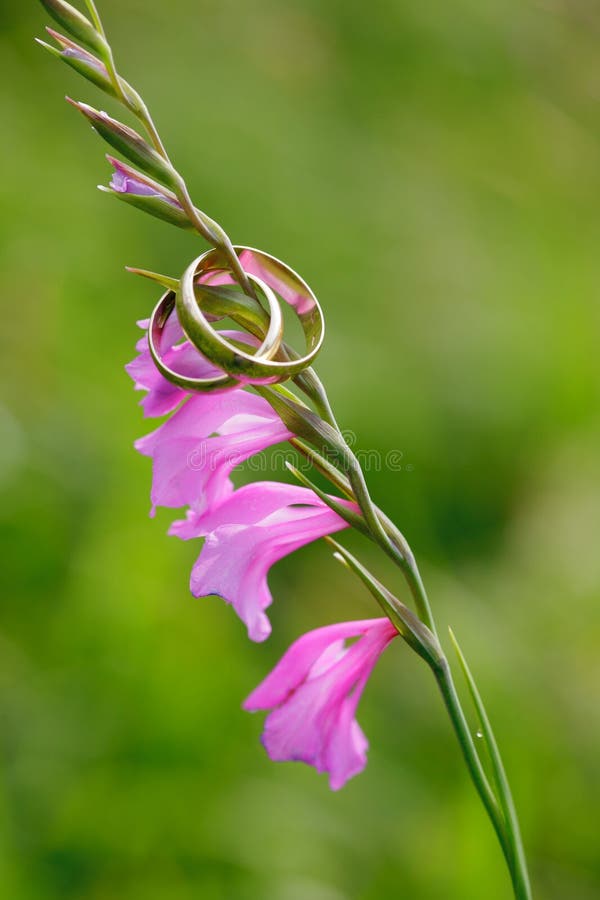 Two Gold Wedding Rings Hanging Beautiful Flower Stock Photos - Free ...