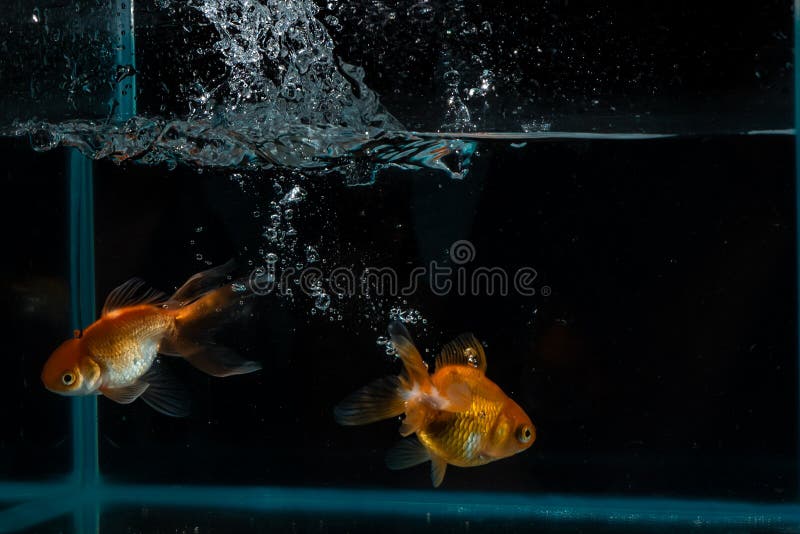 Two golden fish stock image. Image of reflection, aquarium - 239201425