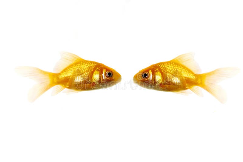 Golden Koi Fish stock image. Image of isolated, animal - 29087957