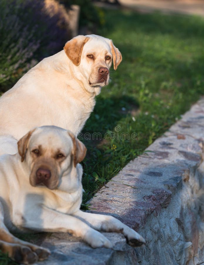 Two Labradors Sitting Looking Up Stock Photos - Free & Royalty-Free ...