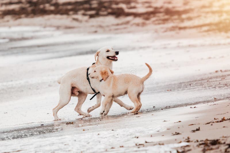 Two Golden Labrador Retrievers Playing on a Beach. Stock Photo - Image ...