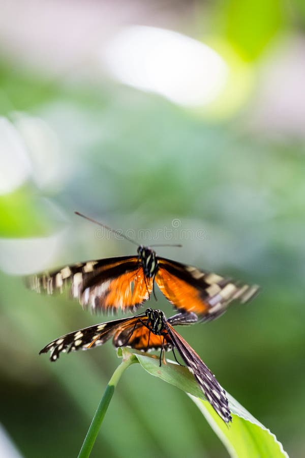 Two Golden Longwing Heliconius Hecale Butterflys during Mating Flight ...