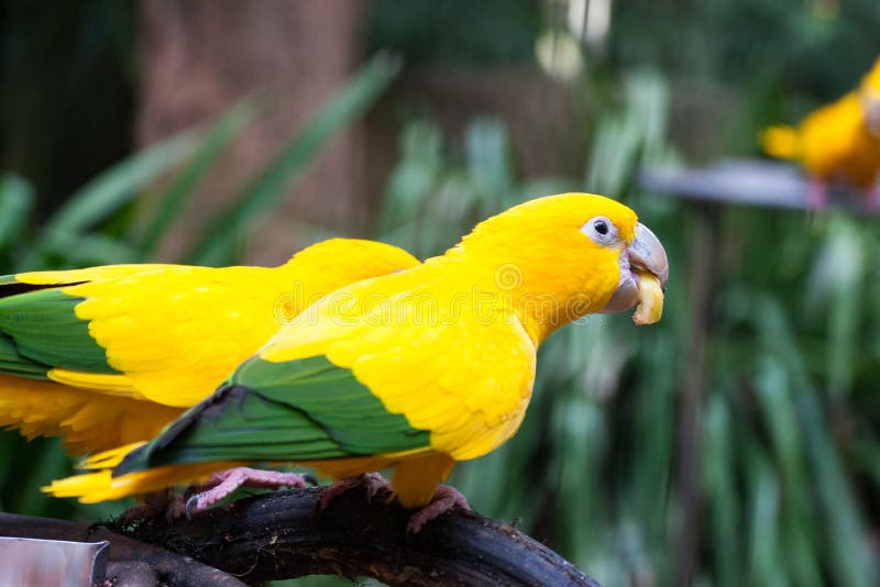 Two Golden Parakeets on Branch Stock Image - Image of gold, green: 69595695