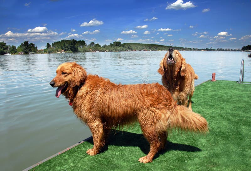 Two Golden Retriever by Water Stock Photo - Image of domestic, looking ...