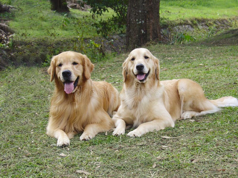 Two Golden retrievers stock photo. Image of male, typical - 1875786