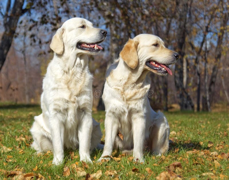 2 Golden Retrievers in Field of Fall Leaves Stock Photo - Image of pets ...