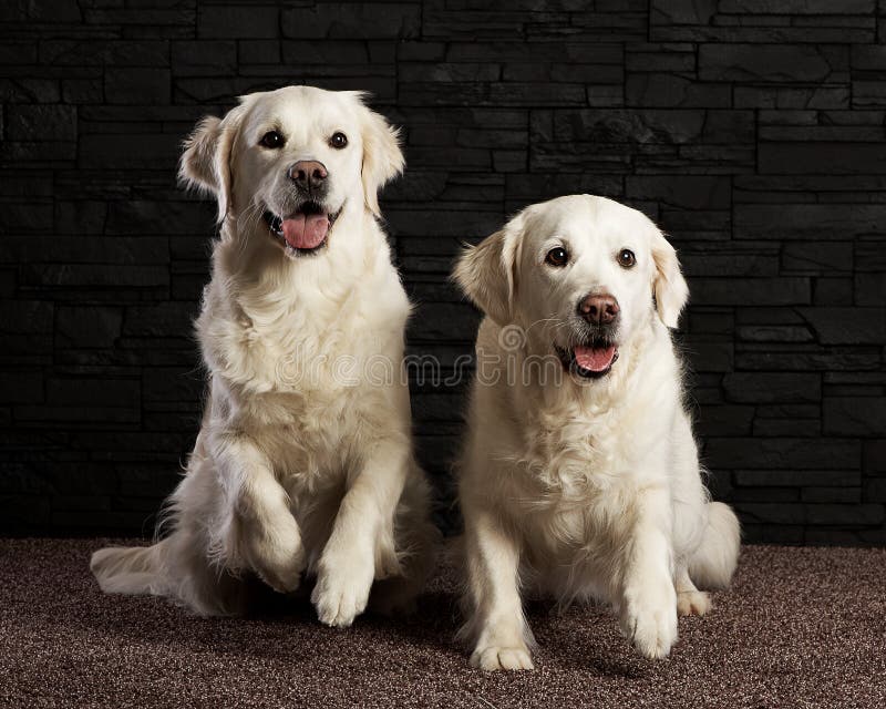 2 Golden Retrievers in Field of Fall Leaves Stock Photo - Image of pets ...