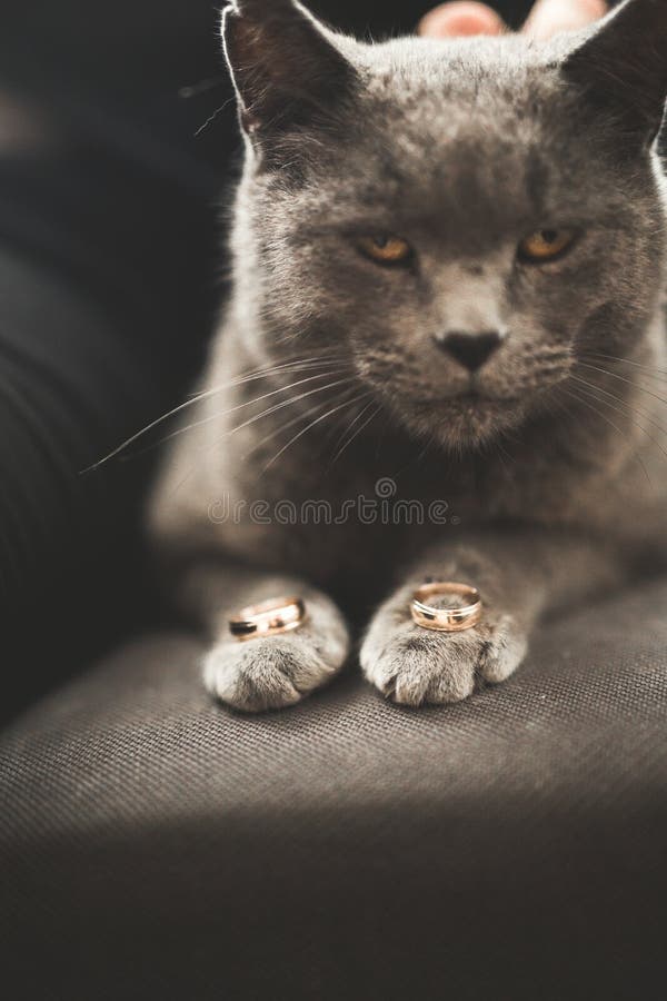 Two Golden Wedding Rings with Funny Cat Stock Photo - Image of isolated ...