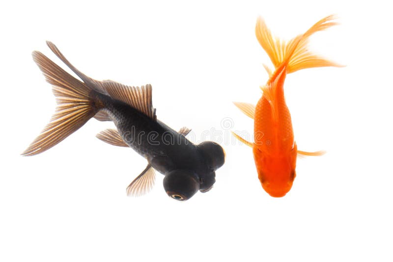 Two Goldfish Swimming in Circles Stock Photo - Image of cute, aquatic ...