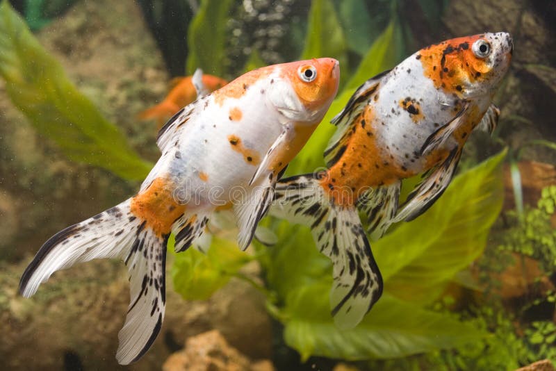 Lionhead Goldfish stock image. Image of aquarium, auratus - 12063315