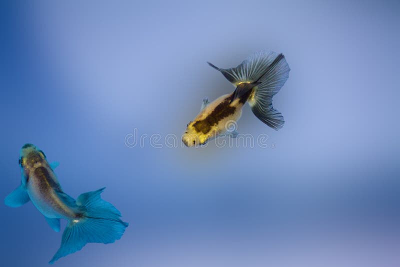 Two Goldfish Tank Stock Images - Download 188 Royalty Free Photos