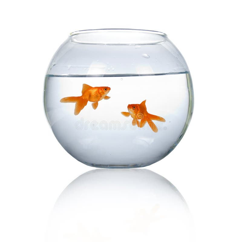 4,934 Goldfish Bowl Stock Photos - Free & Royalty-Free Stock Photos ...
