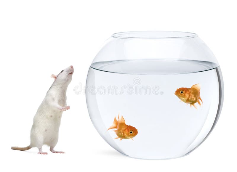Two Goldfish Swimming in Fish Bowl Stock Image - Image of people ...