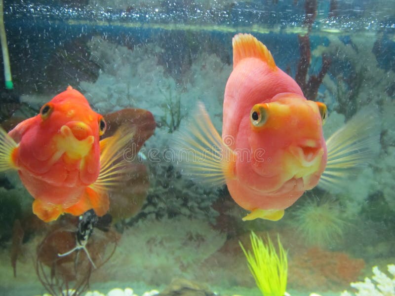 Two Goldfish in a Home Aquarium Stock Image - Image of happiness ...