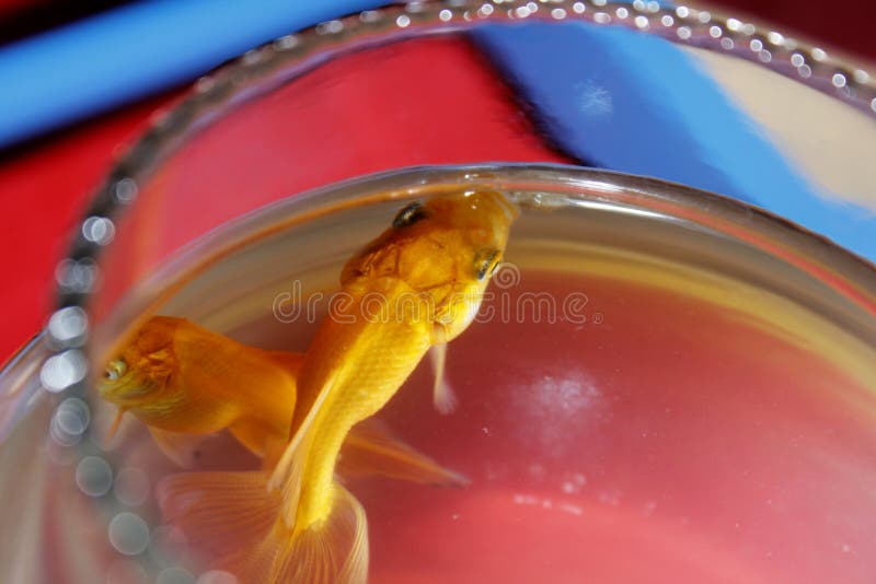 Big Goldfish in a Small Aquarium Stock Photo - Image of large, fishbowl ...