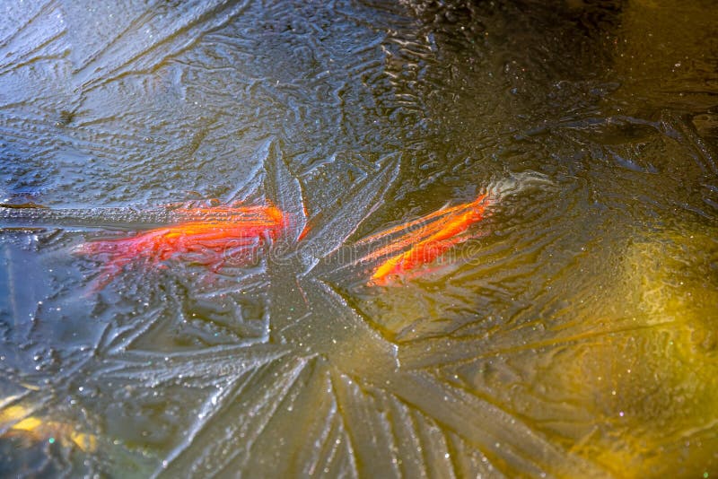 Two Goldfishes Under an Ice Layer Stock Image - Image of goldfish, cold ...