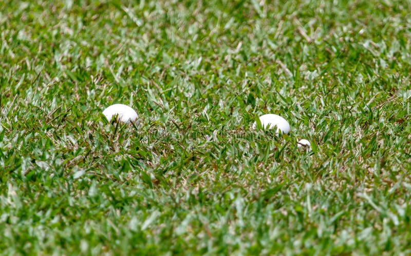 Two Golf Balls are Laying on the Grass Stock Photo - Image of field ...