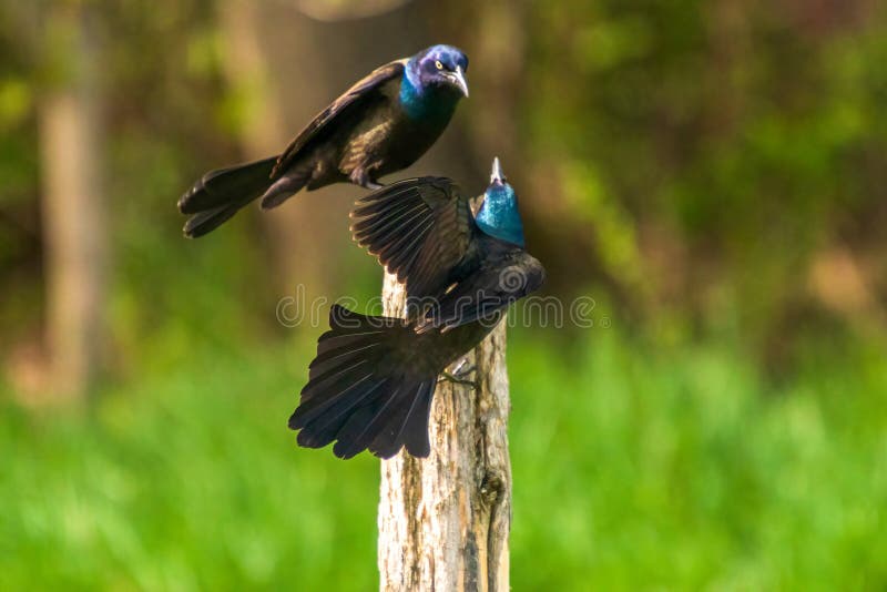 Two goofy grackles stock image. Image of grackles, grac - 266630335