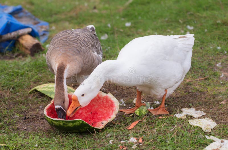 Two Goose Eating Watermelon Stock Photo - Image of white, color: 78093780