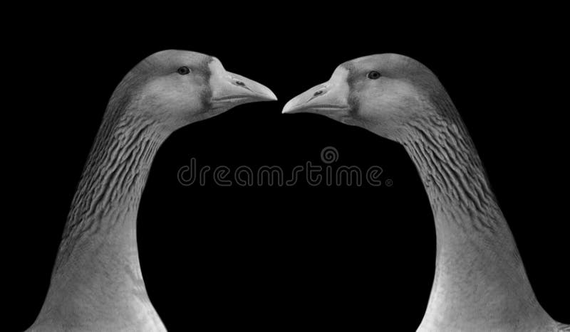 Two Goose Face on the Black Background Stock Image - Image of goose ...