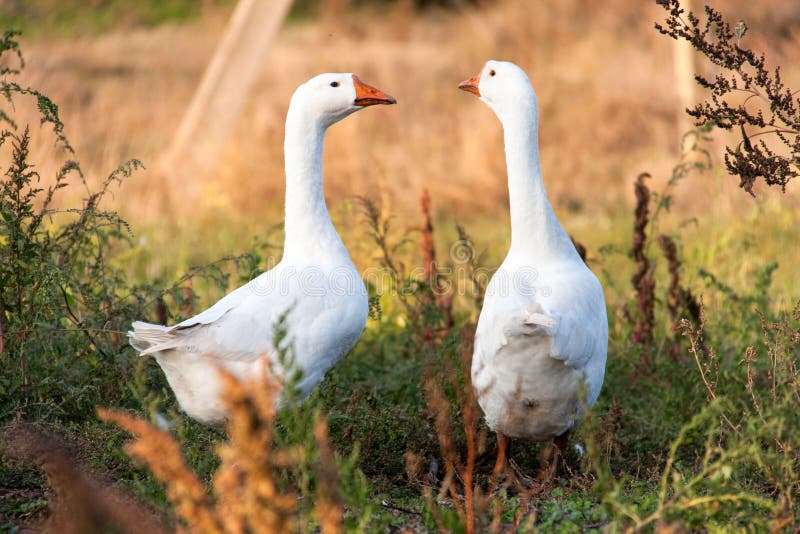 Two brown goose stock photo. Image of poultry, furry - 80849802